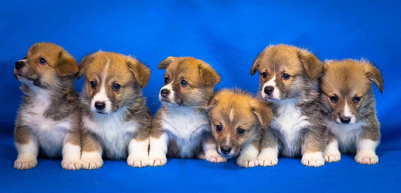 How Much Homemade Dog Food Do I Feed My Dog A Serving Size Guide How Much Homemade Dog Food Do I Feed My Dog A Serving Size Guide