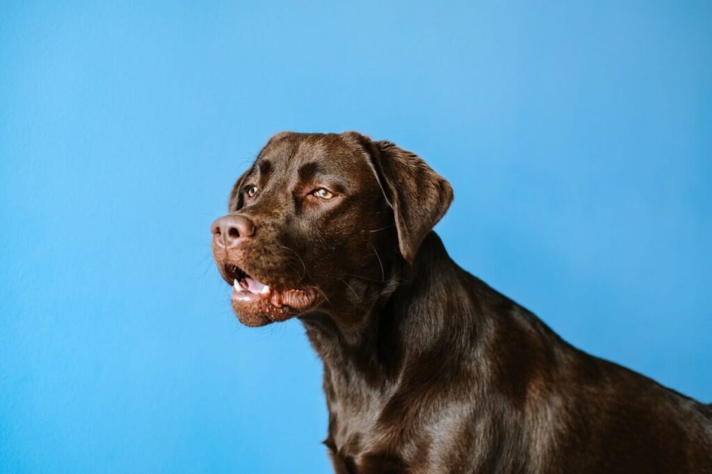 Do Labrador Retrievers Bark A Lot? - Root Pet